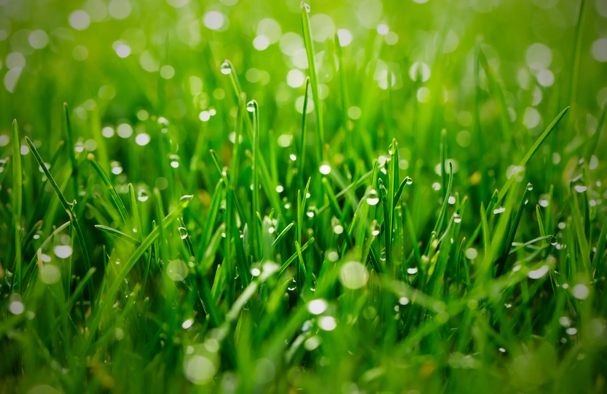 UK Lawn Guide: What Kind of Grass to Choose?