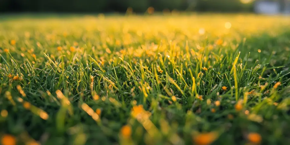 Lawn Rust: Causes, Treatment & Prevention Tips | GreenThumb