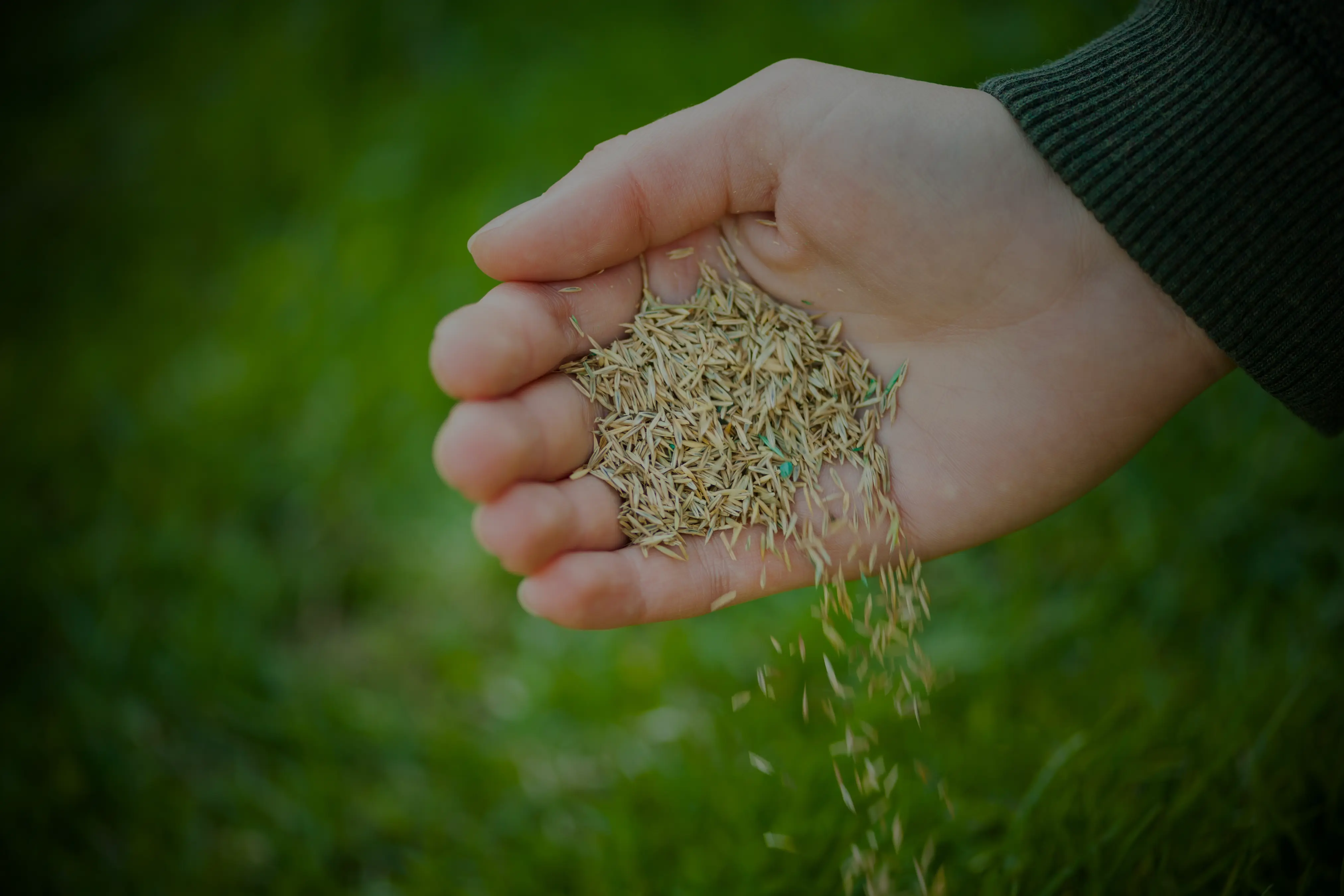 Lawn Recovery Treatment | Restore & Revive Your Lawn | GreenThumb
