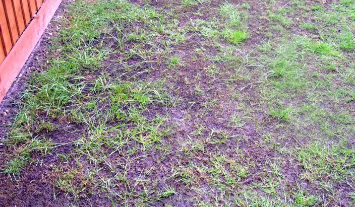 Lawn Pests - Our guide to Leatherjackets