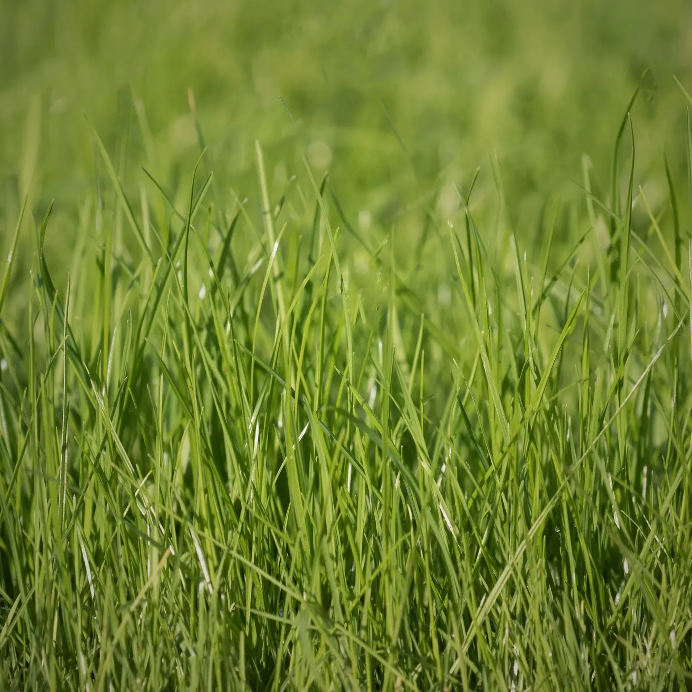 UK Lawn Guide: What Kind of Grass to Choose?