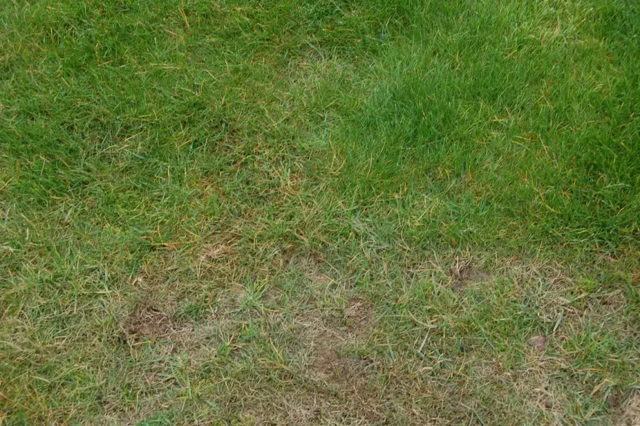 What Is Dry Patch? Lawn Causes, Symptoms & Solutions | GreenThumb UK
