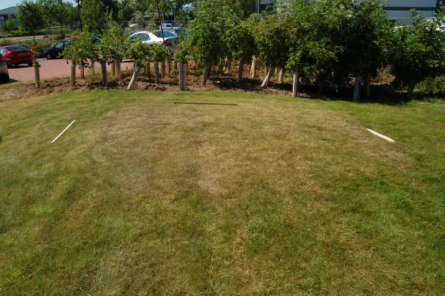 What Is Dry Patch? Lawn Causes, Symptoms & Solutions | GreenThumb UK
