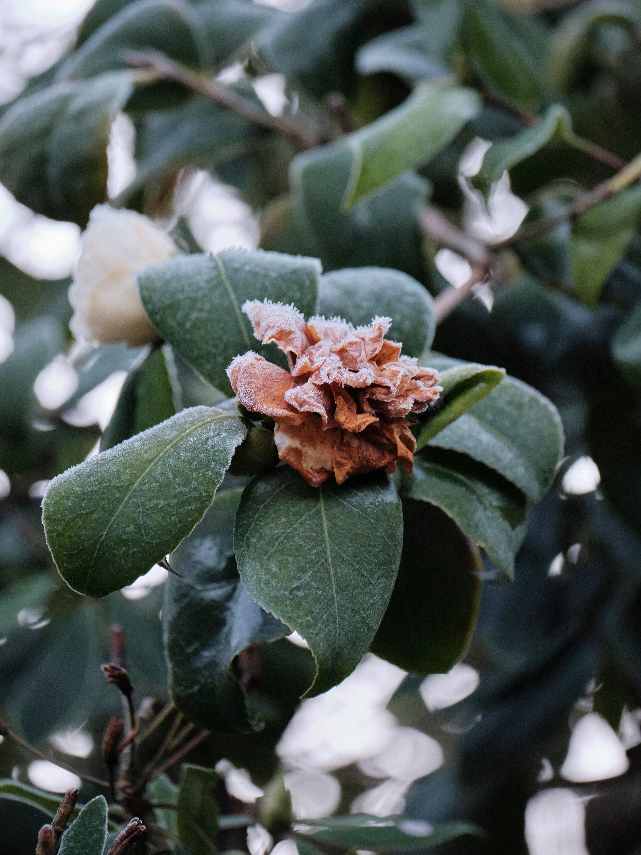 Denne Hill | The Post Chaise