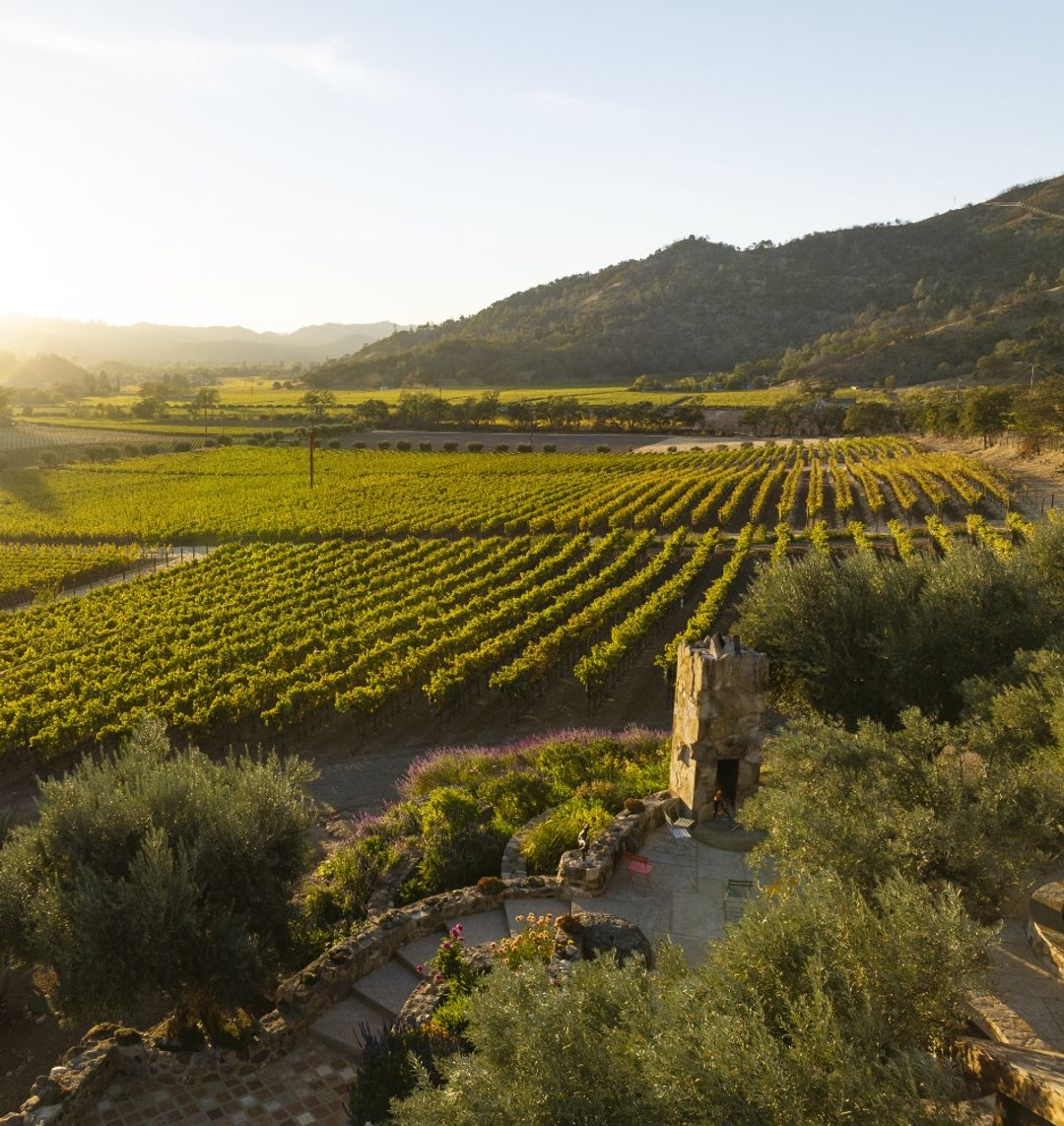 Summer Dreams Wines