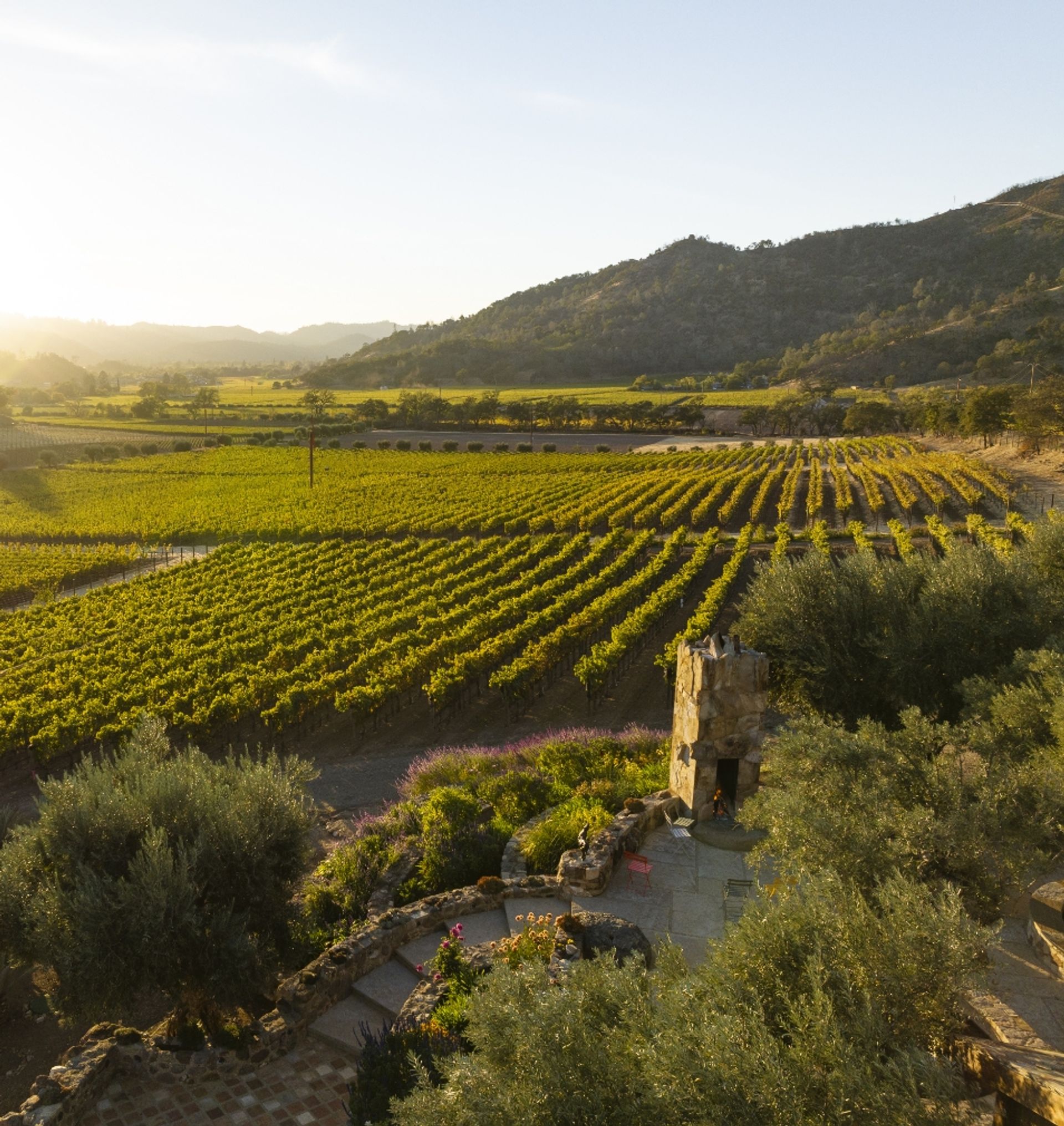 Summer Dreams Wines