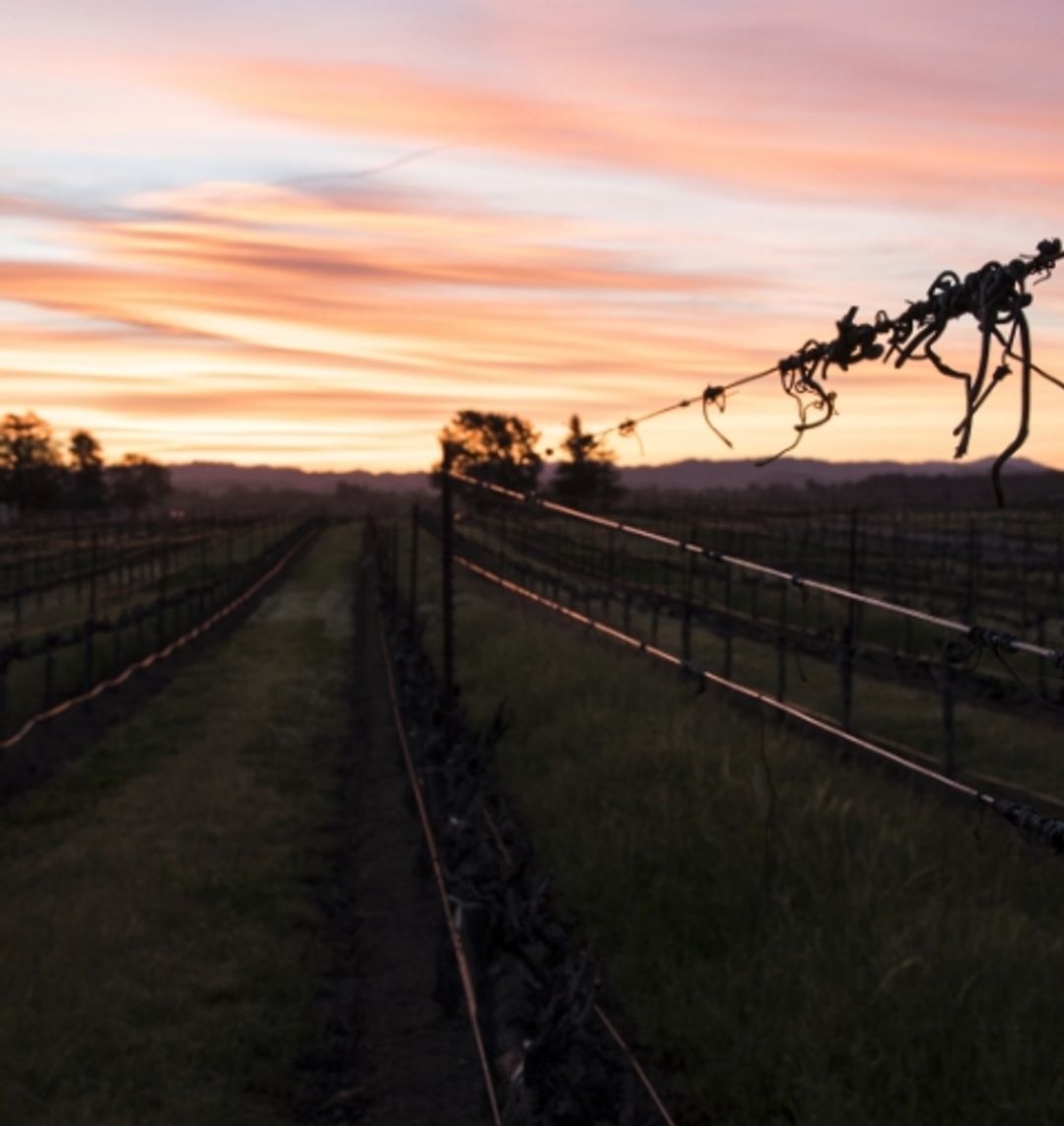 Halley's Comet - Pinot Noir - Summer Dreams Wines