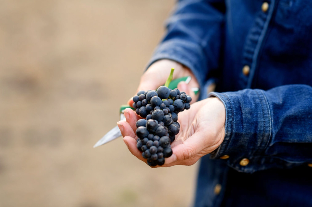 Stargazing - Sonoma Coast Pinot Noir - Summer Dreams Wines