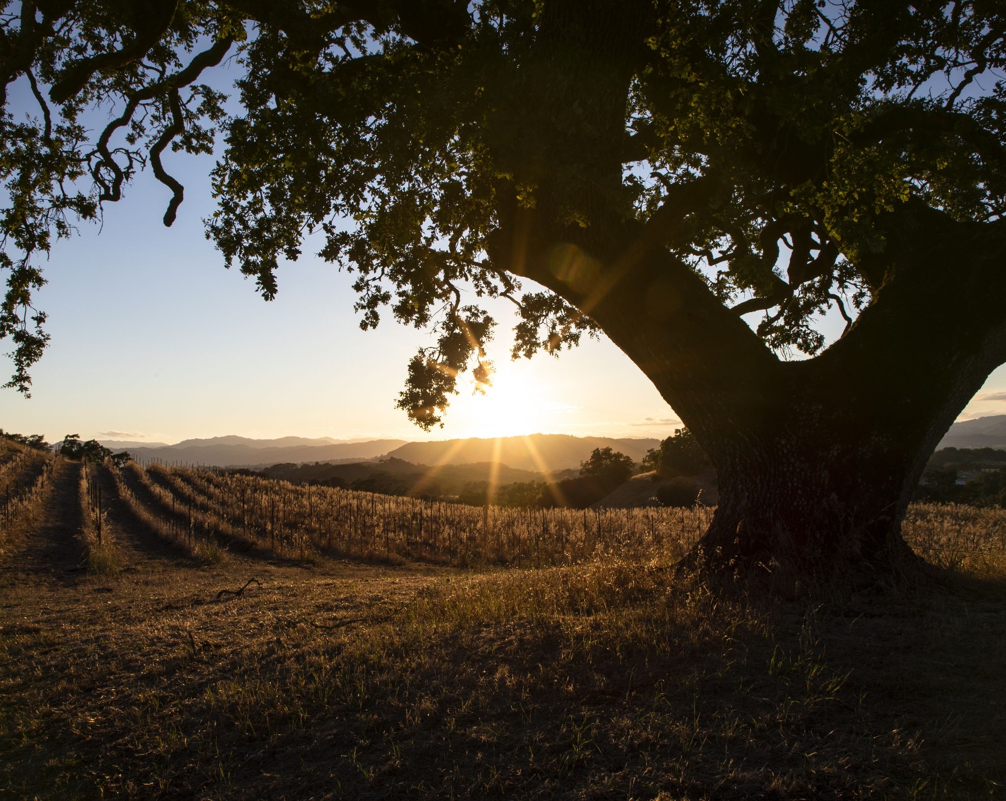Jayson Woodbridge & The Story Of Summer Dreams Wines