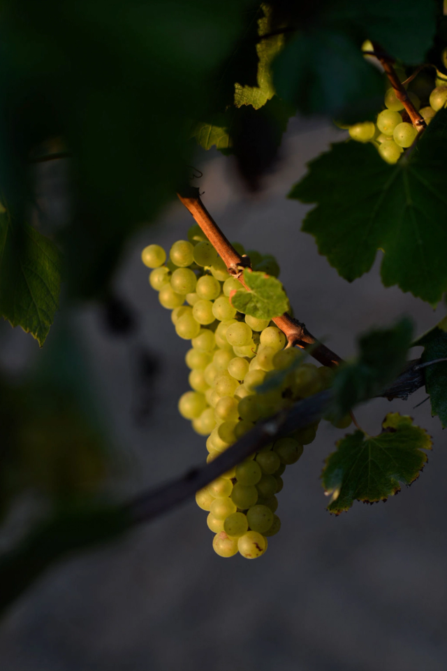 Sonoma Coast Chardonnay - The Sun Also Rises - Summer Dreams Wines