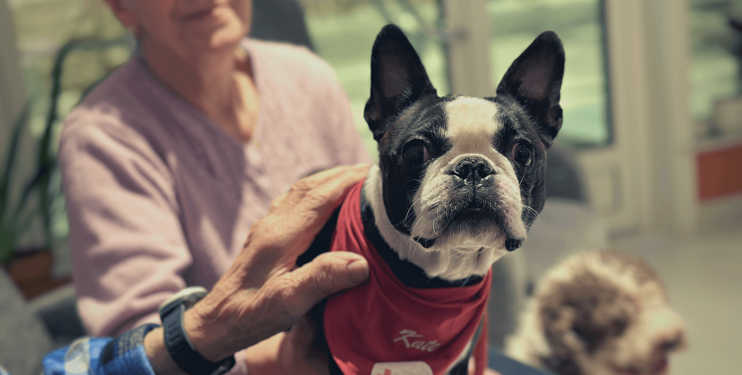 Red Cross dogs spread joy - Paf