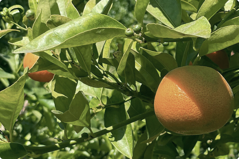 Academy | ecoligo | Make Informed Investment Decisions