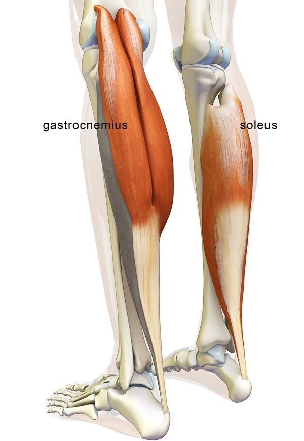 How to make your calf muscles grow faster | Bulk Nutrients