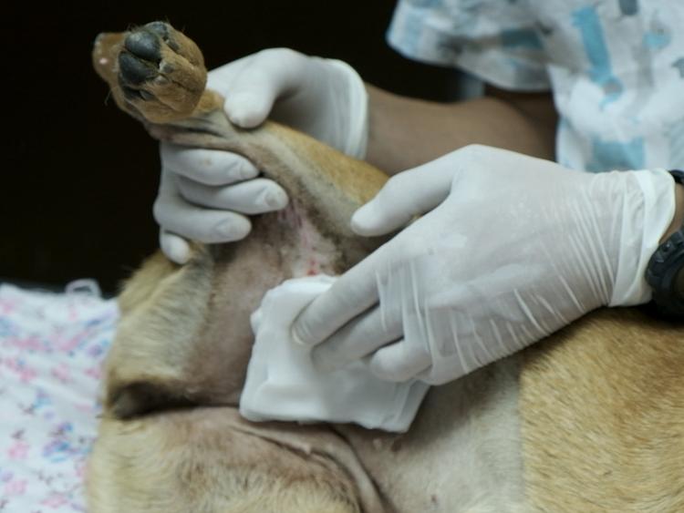 How to Stop Bleeding for Wound Management | Learn | WVS Academy