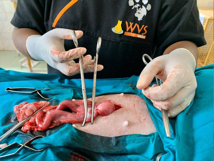 Surgical procedure | Learn | WVS Academy