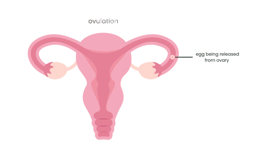 When Plan B Pills Do NOT Work and Why | Bloomwell