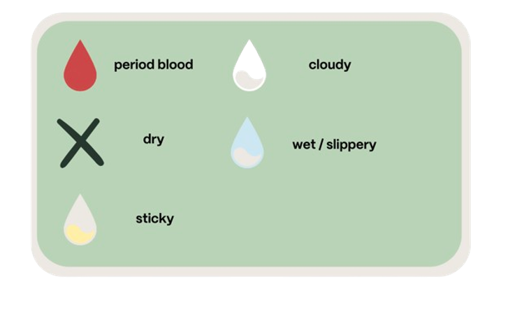 How your Discharge Changes During your Hormonal Cycle | Bloomwell