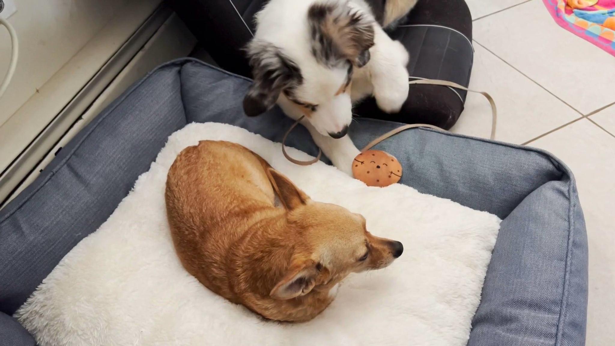 How we made Mux Player’s loading feel great | Mux