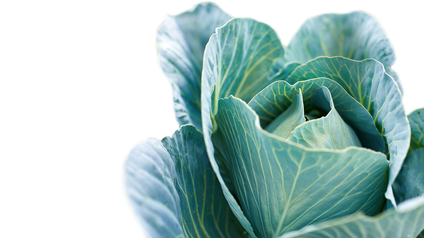 Independent Business Review (IBR) – FTI-Andersch