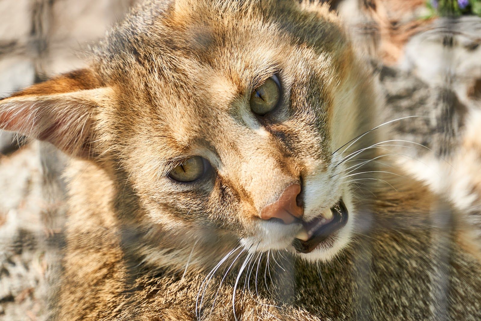 Faunapark Flakkee - Come see special birds in this zoo which also ...