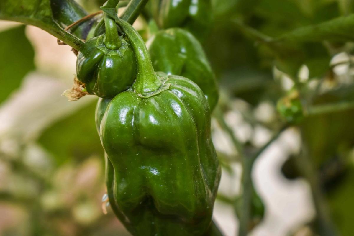 All About the Habanero Chili | Vera Mexicana