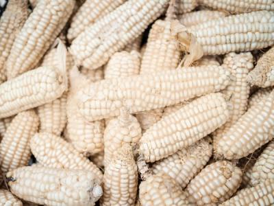 Corn: Ancient Grains | Vera Mexicana