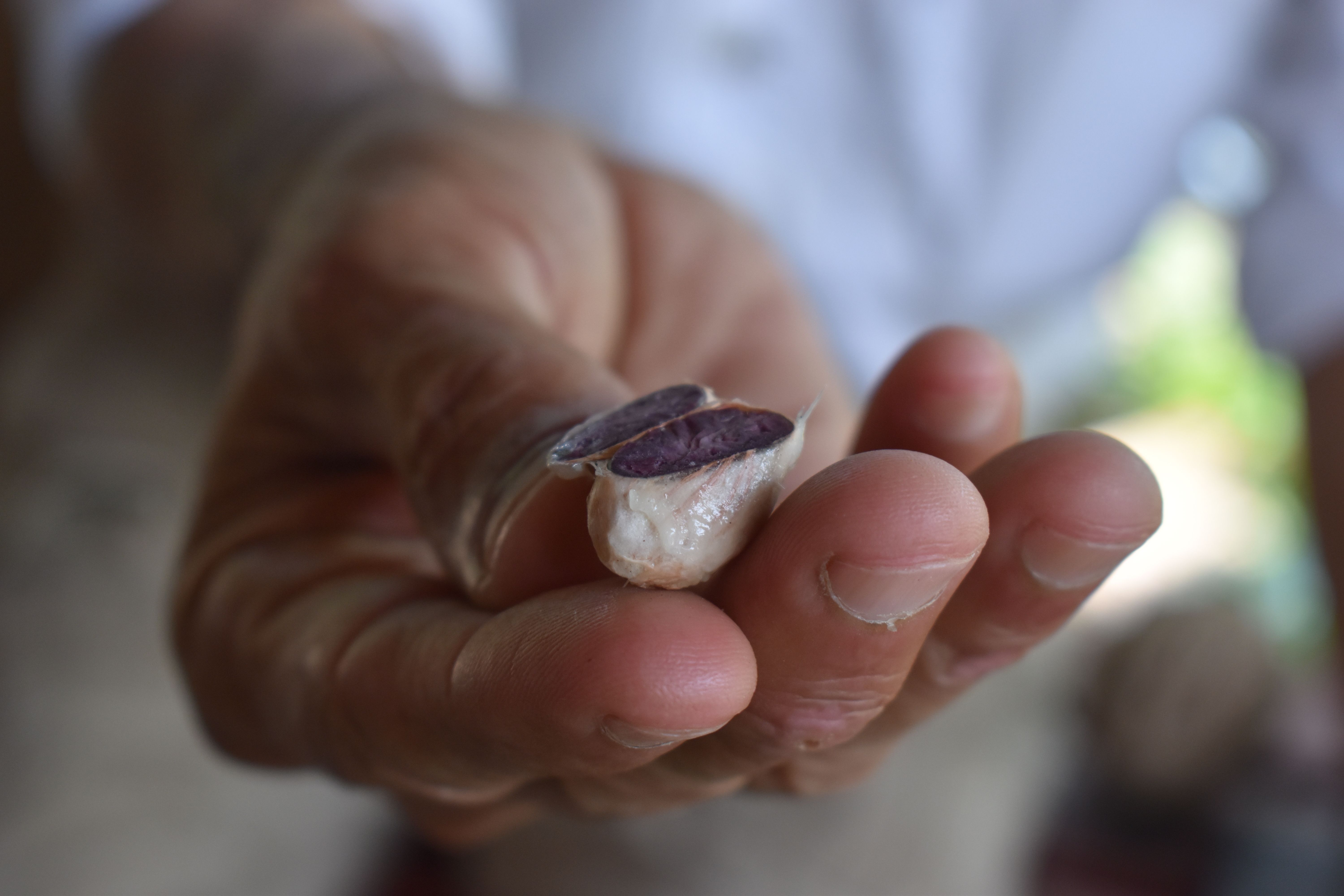 Explore the Ancient Origins of our Premium Cacao | Vera Mexicana