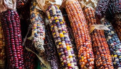 Corn: Ancient Grains | Vera Mexicana