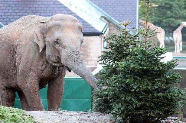 Give Your Old Christmas Tree a Wild Second Life at Belfast Zoo - North ...