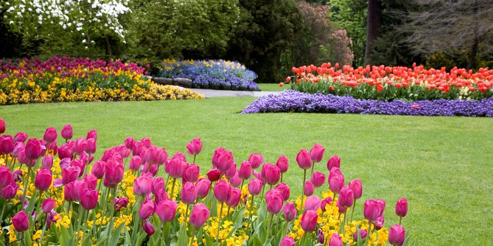 Калифорнийн, олон мянган алтанзул цэцэг цэцэглэдэг Едэн цэцэрлэг | Anu.mn