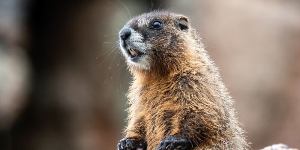 Groundhog Day буюу тарваганы өдөр: Панкссуатуни Фил хэмээх тарвага ...