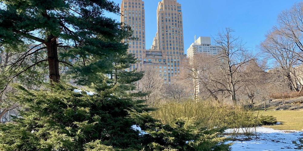 Нью Йорк дахь моднууд агаарыг цэвэршүүлэх биш, харин агаарыг бохирдуулдаг бодис ялгаруулж байна ...