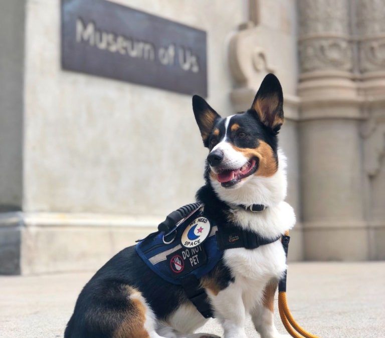 Meet Cudi & Learn About Service Animals - Museum of Us