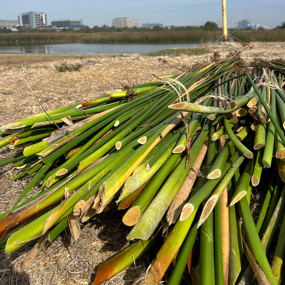 Tule Boats – A Native Californian Tradition - Museum of Us