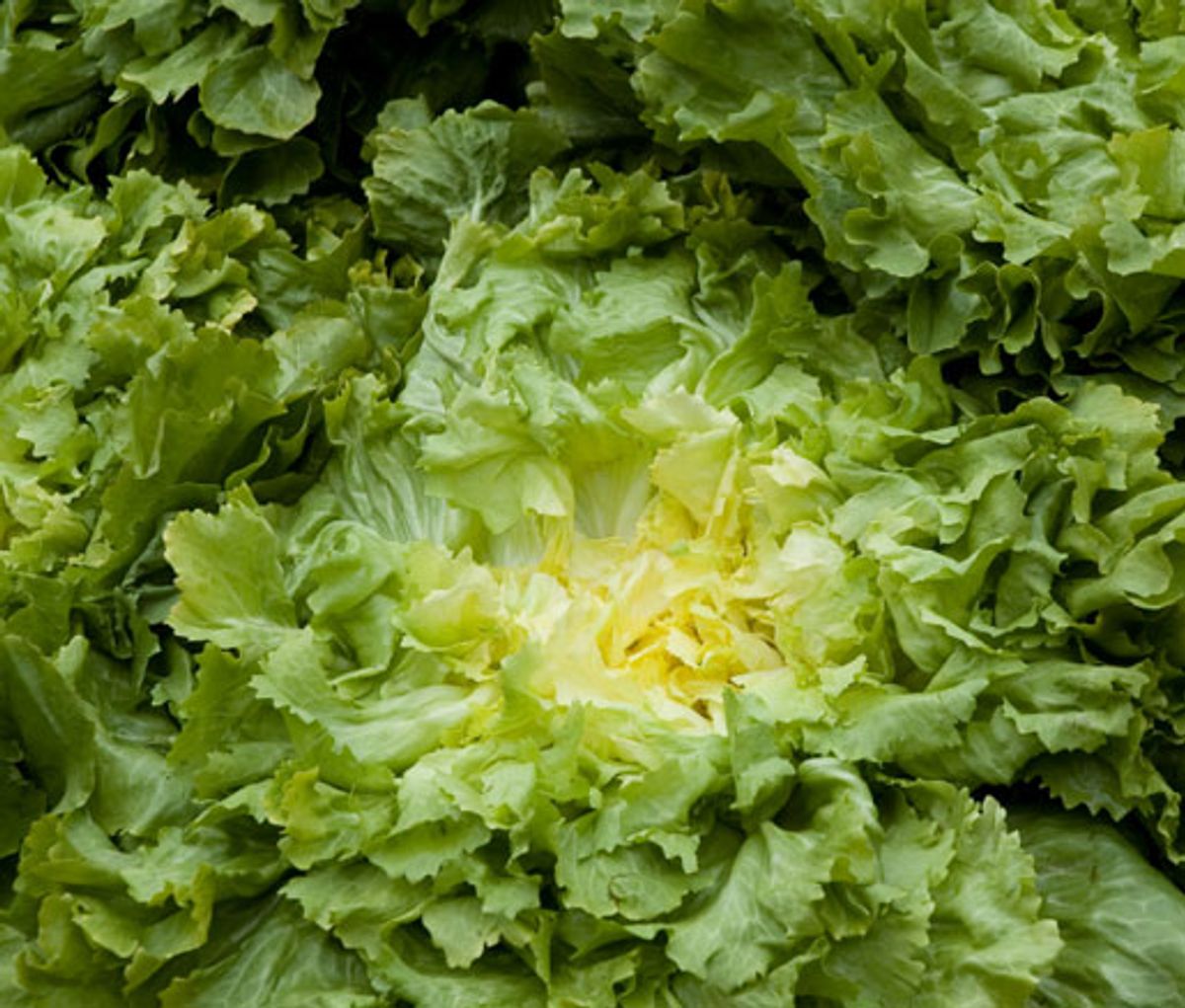 Scarola Embottinata (Stuffed Escarole) | James Beard Foundation