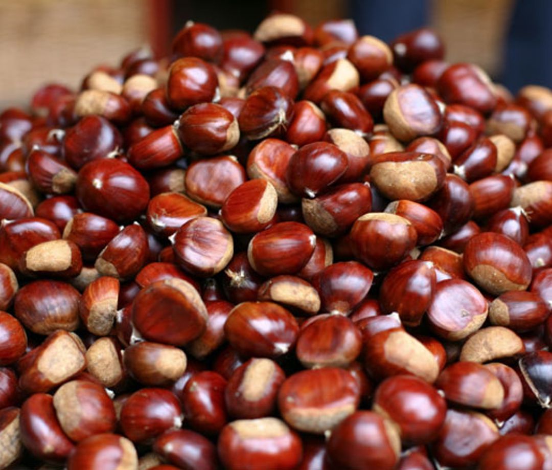 Nesselrode Pudding | James Beard Foundation