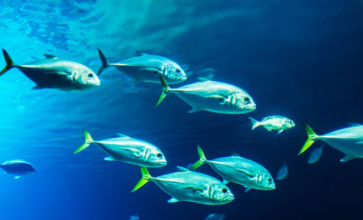 Opinion: Let Us Eat Fish (All Kinds) | James Beard Foundation