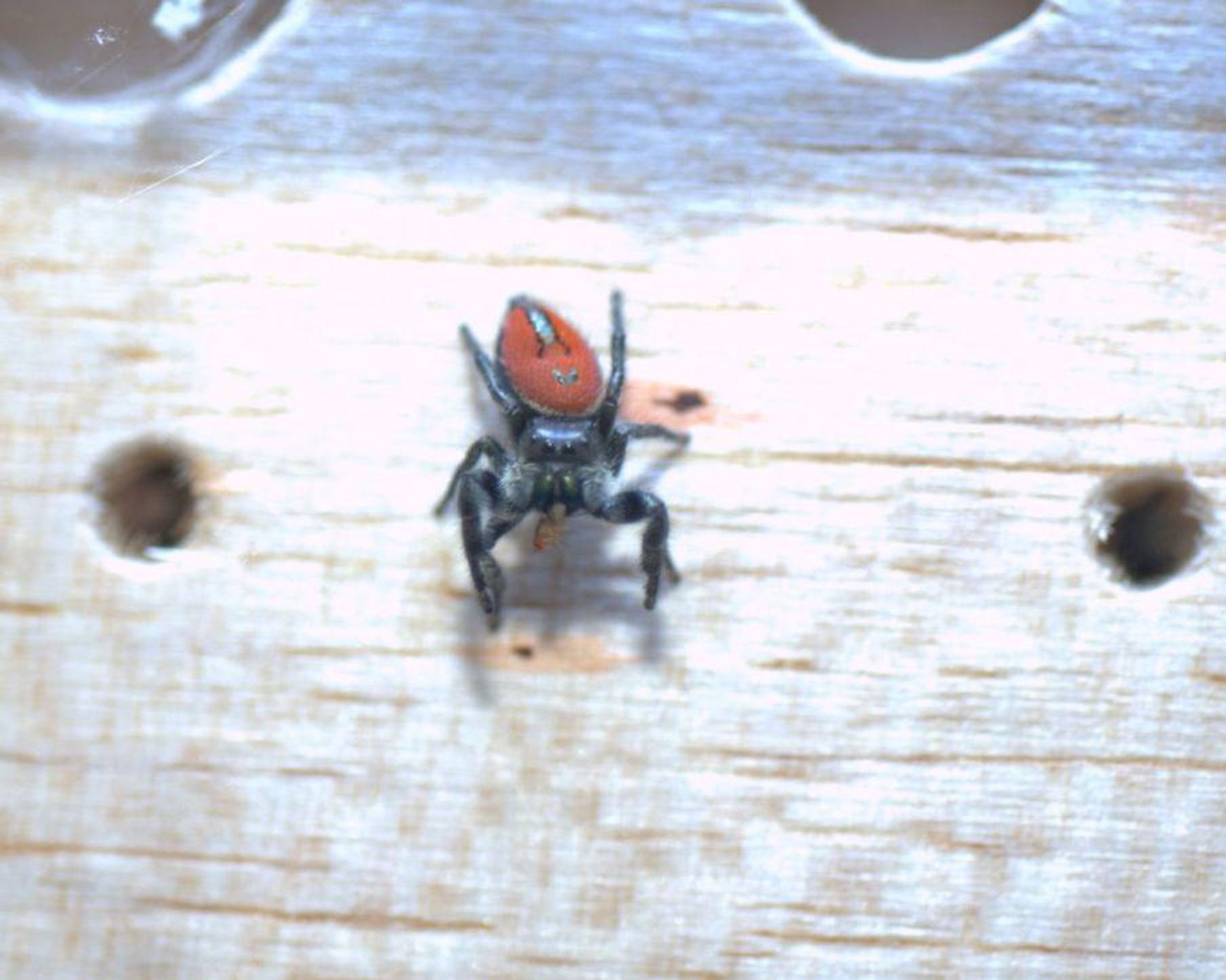 Nefertiti the Spidernaut