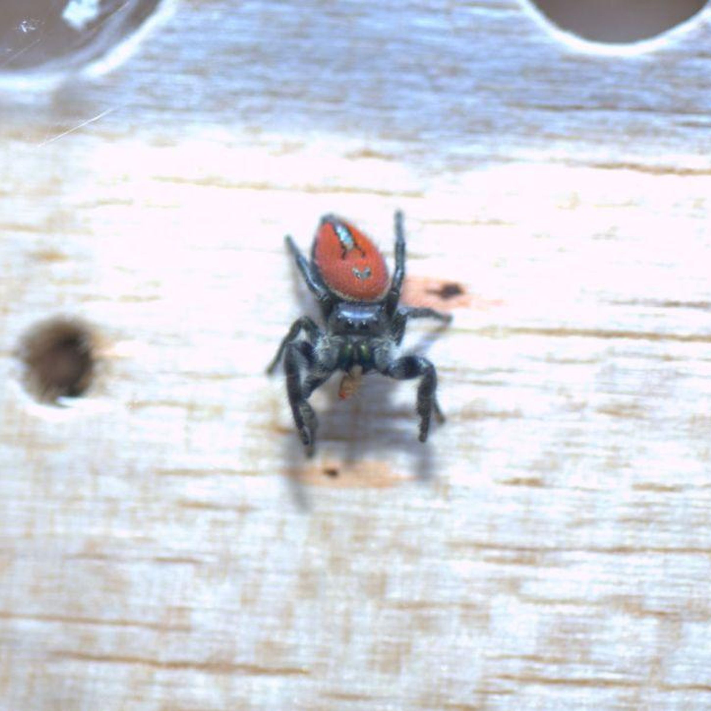 Nefertiti the Spidernaut