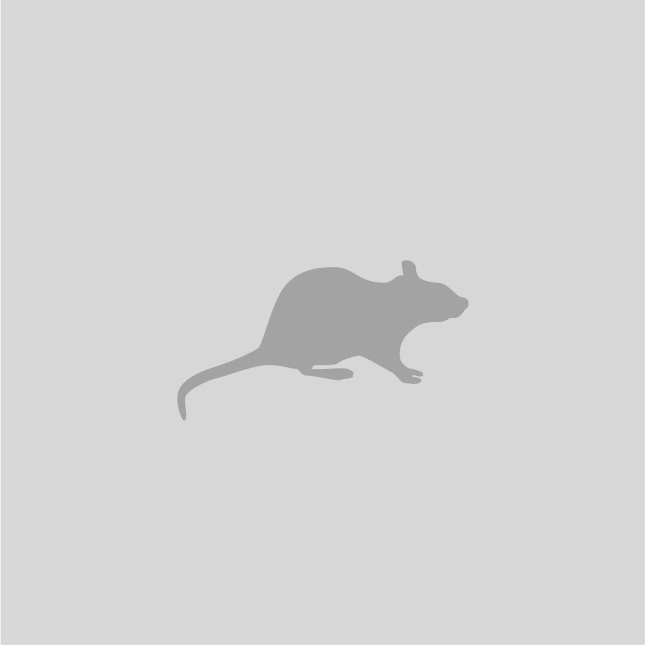 Wistar Rats