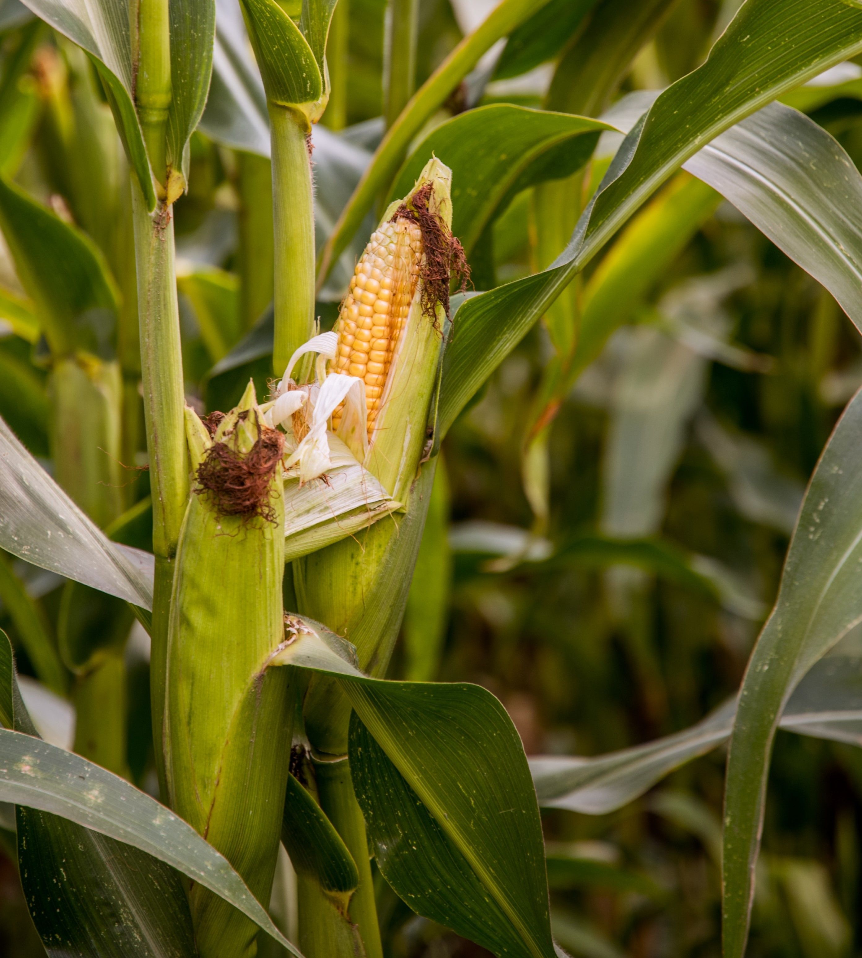 Kenya's duty-free maize import plan flops amidst rising global prices ...