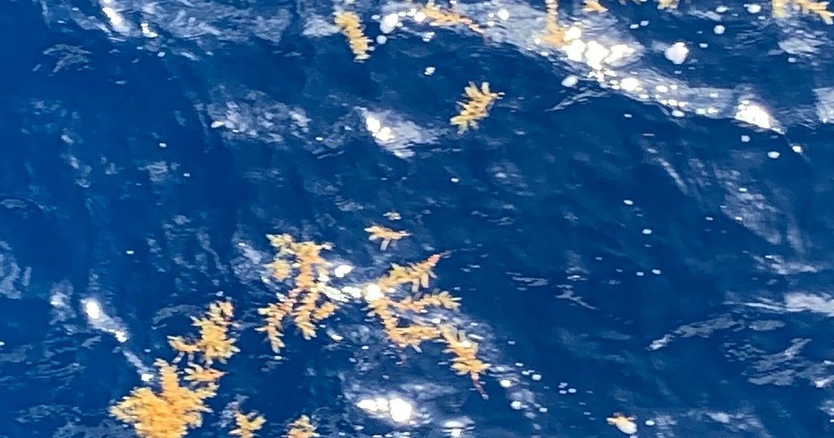 Sailing through the Sargasso Sea - One Ocean Expedition