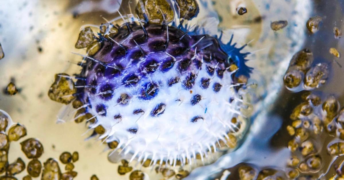 A poisonous delicacy - One Ocean Expedition
