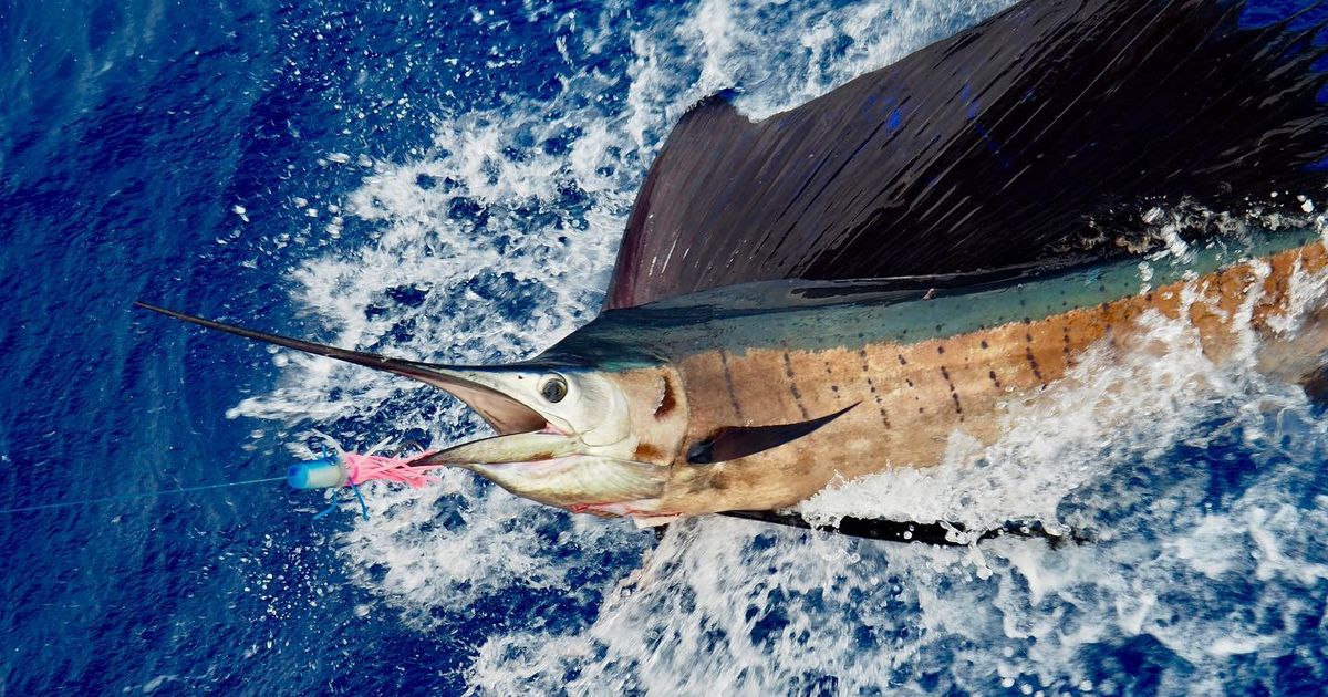 Fishing to find out - One Ocean Expedition