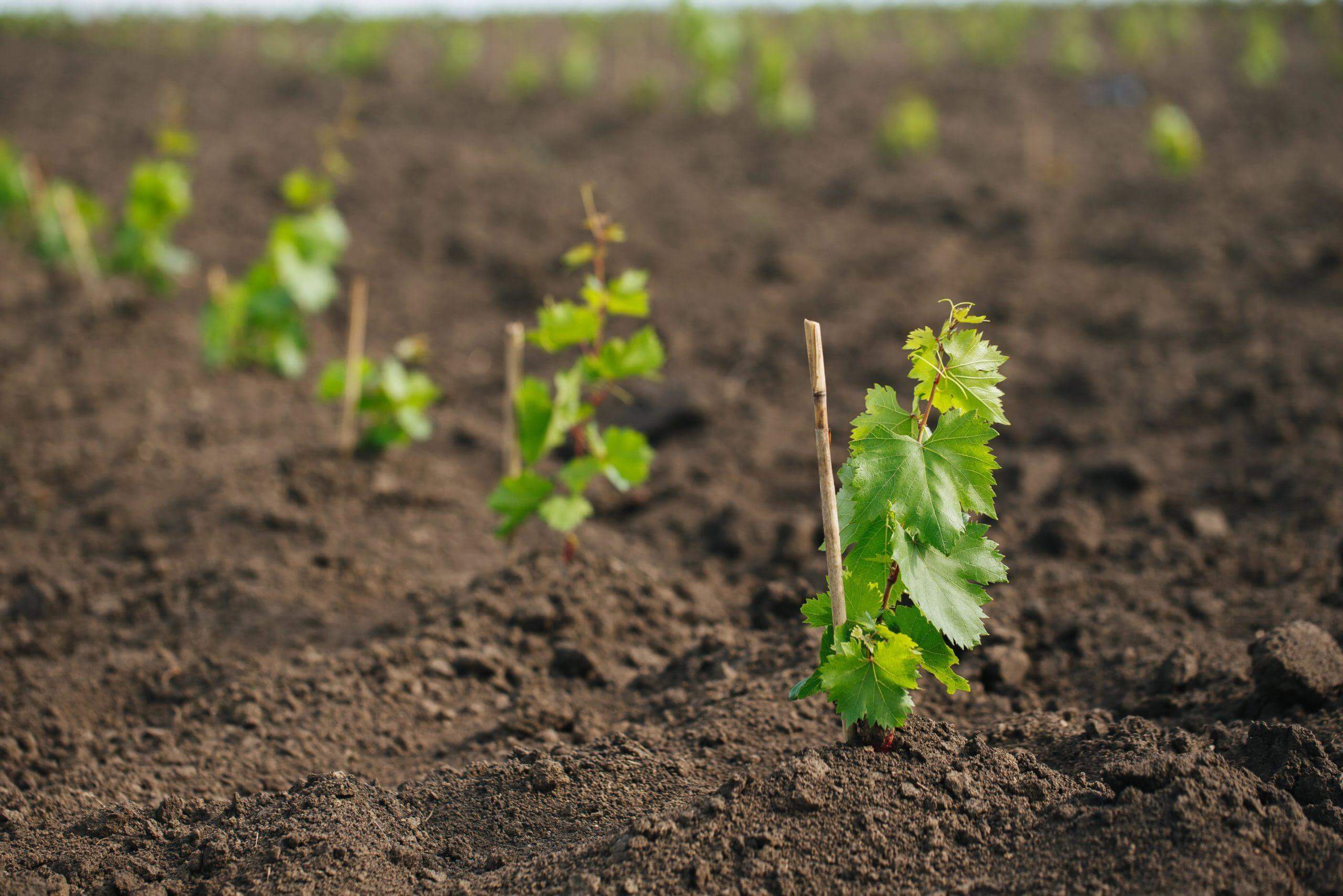 Plant de vigne Raisin Italia - Raisin de table - Velletaz Groupe