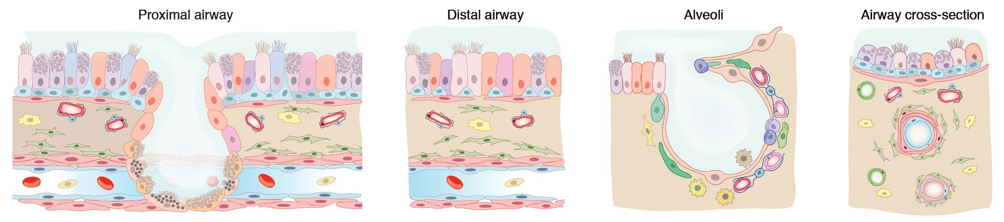 Human Lung Cell Atlas