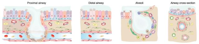 Human Lung Cell Atlas