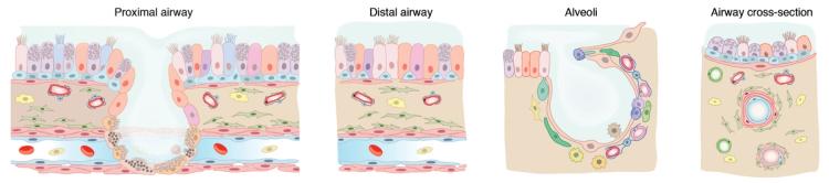 Human Lung Cell Atlas