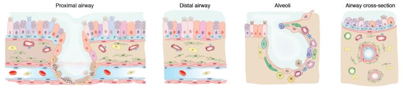 Human Lung Cell Atlas