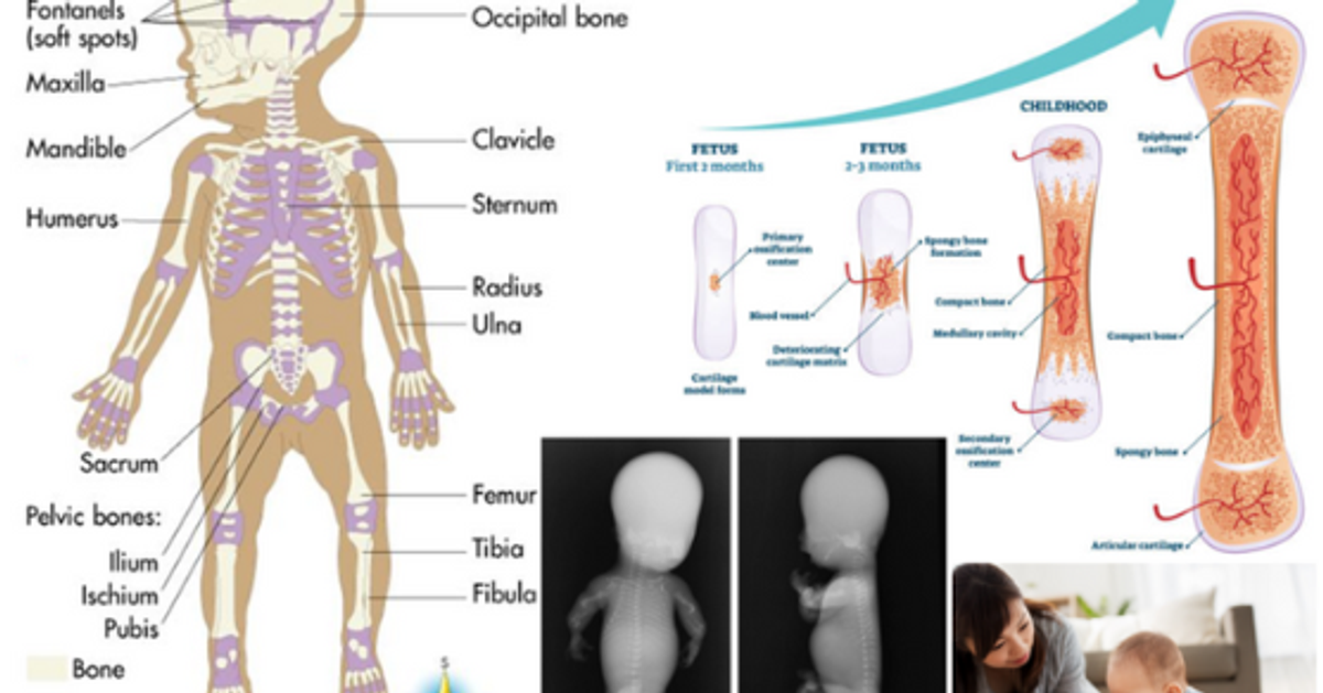How Your Baby's Bones Grow: A Parent's Guide